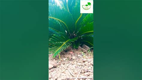 ගහක් ලස්සන වෙන්න මල් පිපෙන්නම ඕනෙද Nature Gardening Nursey Flower