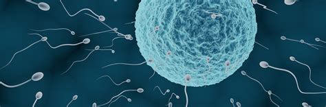 Intrauterine Insemination Damien Fertility Partners