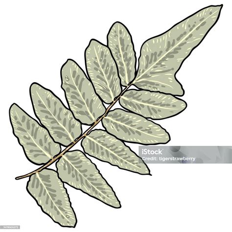 흰색 배경에 고립 된 유칼립투스 가지 손으로 그리기 예술 수채화 모방 진짜 식물 잎으로 만든 나뭇 가지와 단풍 장식 녹지 식물 식물 벡터 0명에 대한 스톡 벡터 아트 및