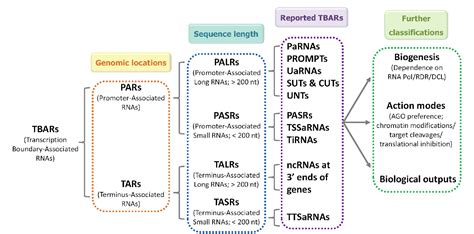 Figure 1 From Classification Of Transcription Boundary Associated Rnas