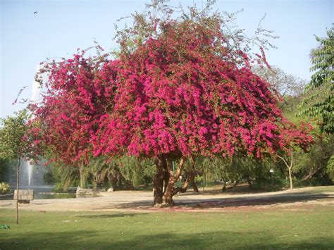 Bildet tre natur blomstre anlegg blad blomst vår produsere