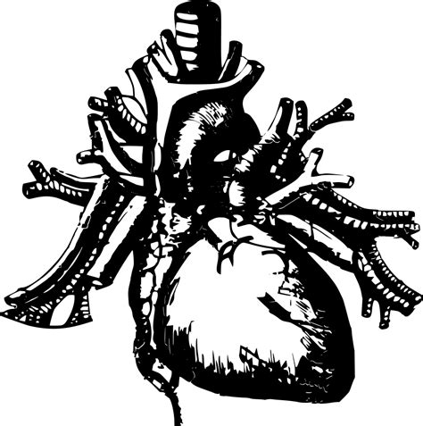 Svg Human Anatomy Heart Free Svg Image And Icon Svg Silh