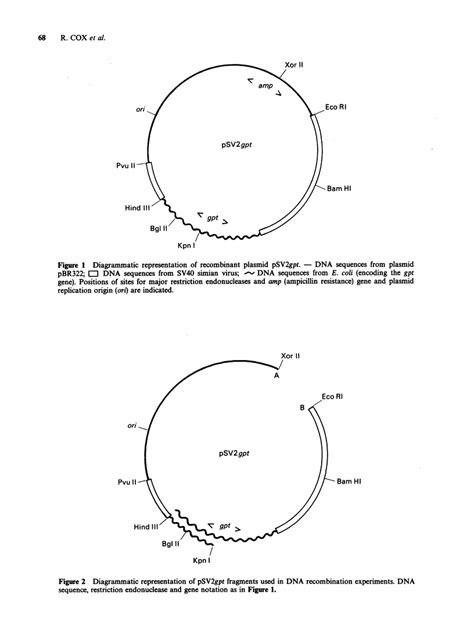 The Use Of Recombinant Dna Plasmids For The Determination Of Dna Repair And Recombination In