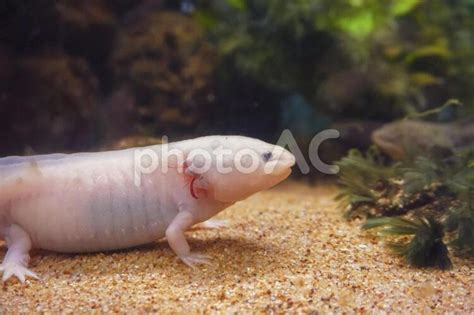 水中を眺めるウーパールーパー No 2746834写真素材なら写真AC無料フリーダウンロードOK
