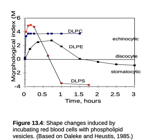 Please Answer Questions 1 6 Case 13 A “flippase”
