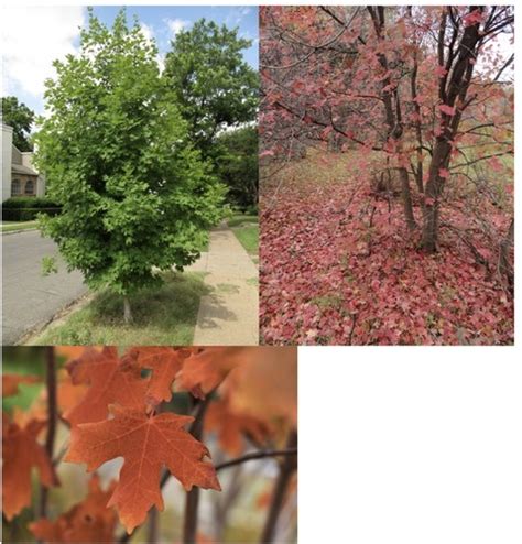 Week 7 Photos Flashcards Quizlet