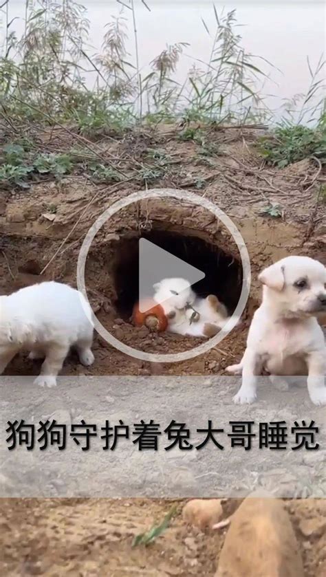 郑州市市长何雄科学精准综合施策高效服务 筑起疫情防控坚固防线 保障 工作 全力