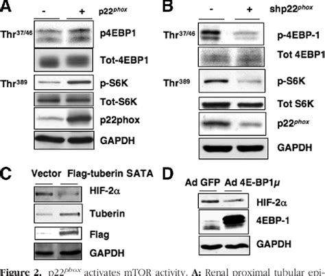 Figure 2 From Tumorigenesis And Neoplastic Progression The Nadph