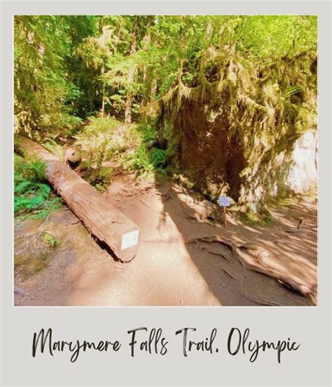 Marymere Falls Trail Guide