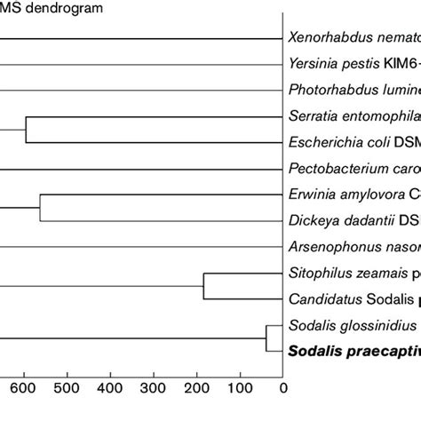 Maldi Tof Ms Dendrogram Derived From Comparison Of The Sodalis Download Scientific Diagram