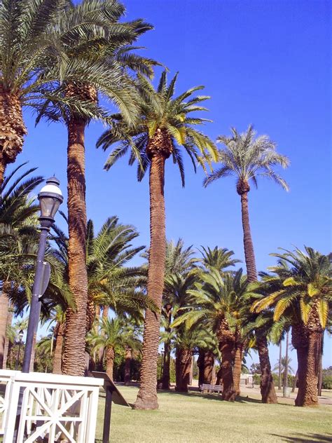 Brad S Tropical Paradise The Difference Between A Canary Island Date