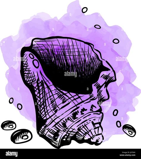Beautiful Shelll On Violet Background Stock Vector Image And Art Alamy