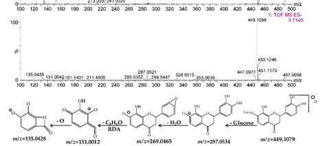 Ms Spectra And The Proposed Fragmentation Pathways Of Chlorogenic Acid