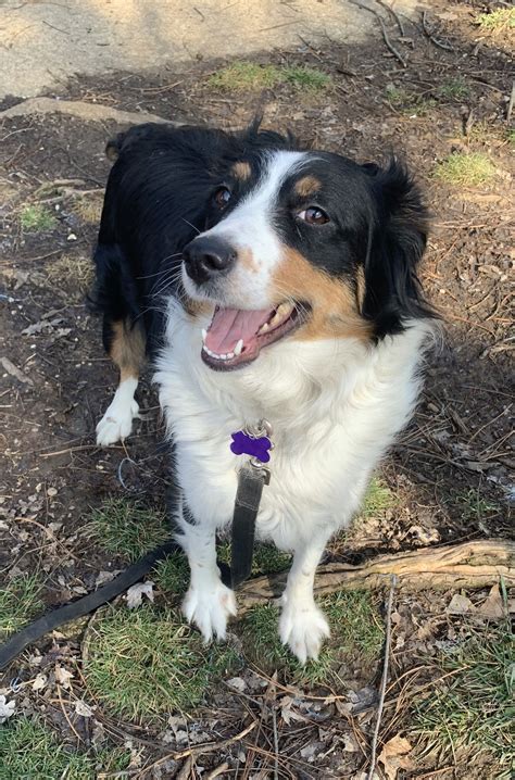 Dog For Adoption Holly Australian Shepherd A Australian Shepherd