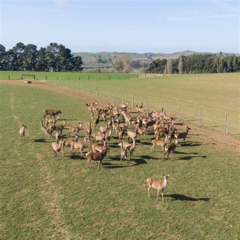 Gallery Mapari Meats Online Butcher Auckland