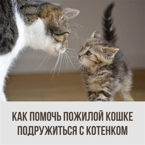 Занимательная психология кошек | ВКонтакте