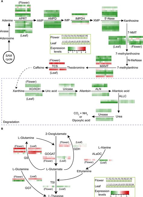 Frontiers Integrating Metabolite And Transcriptome Analysis Revealed