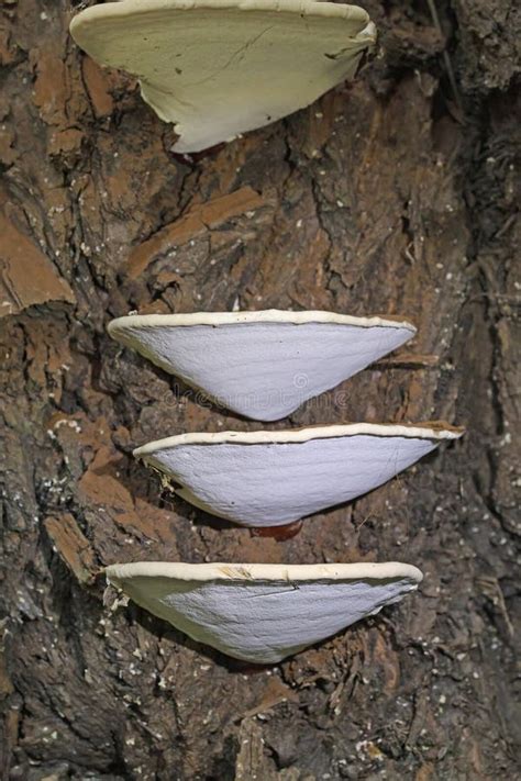 Ganoderma Applanatum Is Parasitic And Saprophytic And Grows As A