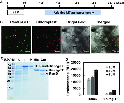 Domain Structures Subcellular Localization And Methyltransferase