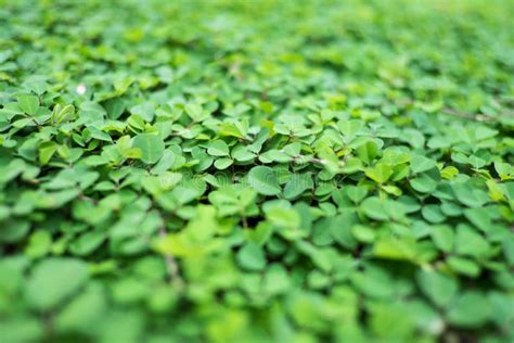 Leafs Background Stock Image Image Of Spring Outdoor 44418757