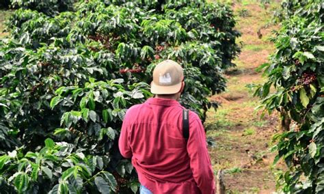 Density Of Green Coffee Beans And How It Affects The Roast