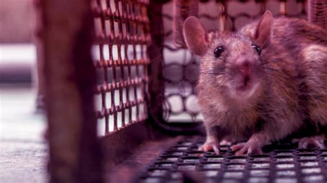 Burrow Treatment Select Exterminating Co