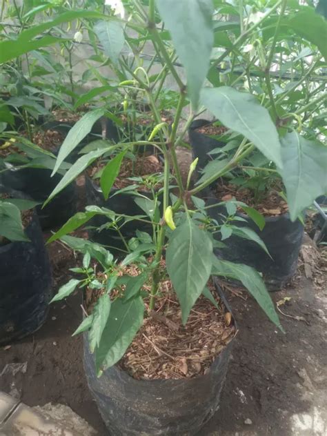 Pohon Cabe Rawit Bibit Unggul Kaliber Siap Panen Lazada Indonesia