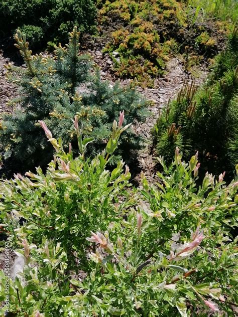 Round Green Pinus Mugo Mughus And Super Blue Sidling Picea On Mulch