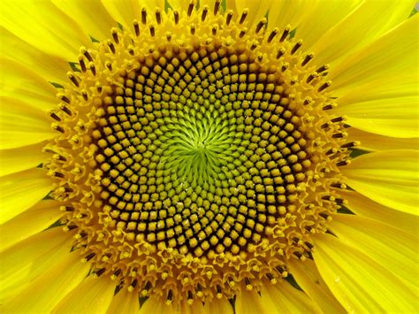 Fibonaccisunflower Geometry In Nature Spirals In Nature Fractals