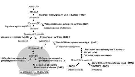 Schematic Representation Of Proposed Sga Biosynthetic Pathway