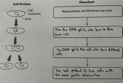 Bio Quiz Chapters 10 1 And 10 2 Flashcards Quizlet