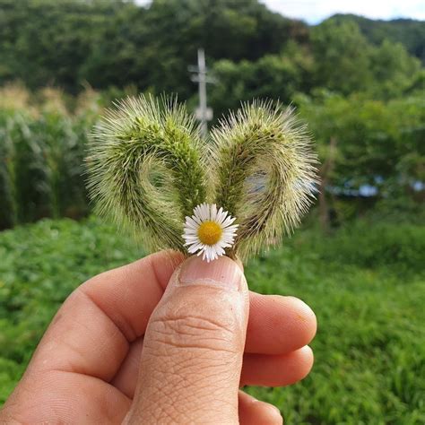 하늘비의 슬기로운 산촌생활 Youtube