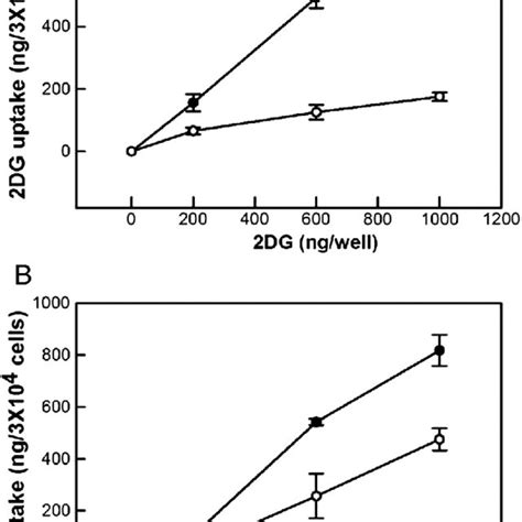Glucose Uptake 2 Deoxyglucose 2DG Accumulation Was Measured In L6