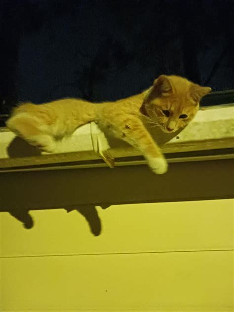 Not My Cat In My Gutters Rnotmycat