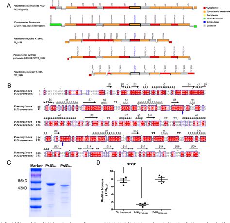 Figure 1 From Glycosyl Hydrolase From Pseudomonas Fluorescens Inhibits The Biofilm Formation Of