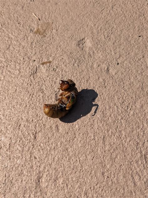 Found This Big Dead Bug In My Pool R Whatisthisbug