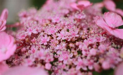 春は近くに 少し遅いですが、桜のつぼみです。 桜 ファインダー越しの私の世界 つぼみ 蕾 花 春 ボケ