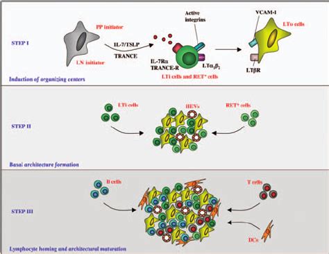 The Three Steps Of Peyer S Patch Pp And Lymph Node Ln