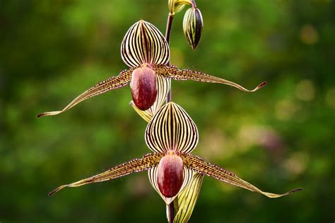 Pirolisis Teknik Mengubah Sampah Plastik Menjadi Bahan Bakar Minyak Angphotorion