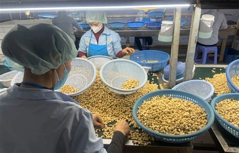 Ngành điều thừa nhận nguy cơ sụp đổ vì tranh mua tranh bán