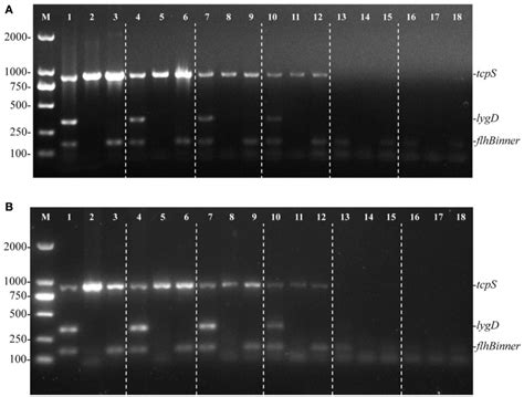 An Efficient Multiplex Pcr Based Assay As A Novel Tool For Accurate Inter Serovar Discrimination