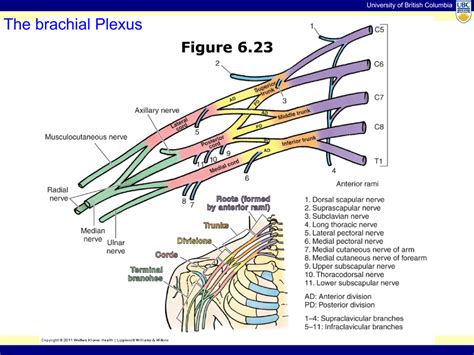 Brachial Plexus Diagram