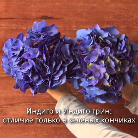 Гортензия Индиго - YouTube