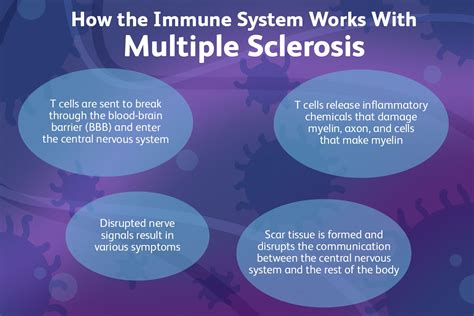 The Immune System And Multiple Sclerosis Ms