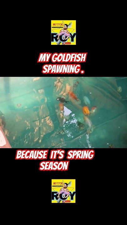Goldfish Spawning Goldfish Breeding Art Goldfish Goldfishfarm