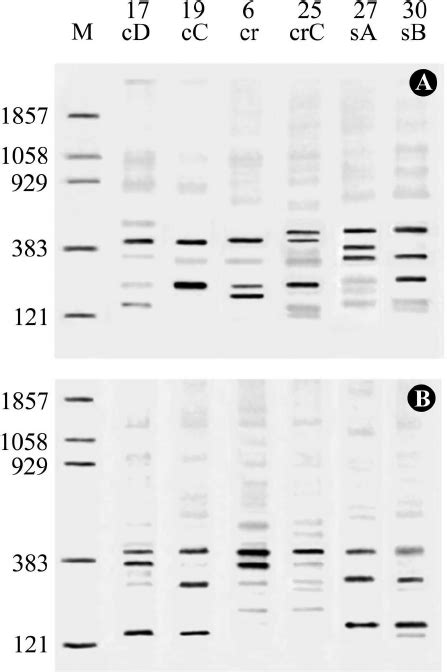 Amplification Profiles Obtained With Rapd Primer 1 A And Issr Primer
