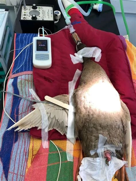 Sex Mad Dave The Duck Had Penis Removed After Trying To Mate Times A Day Daily Star