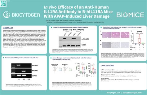 Aacr 2023 In Vivo Efficacy Of An Anti Human Il11ra Antibody In B