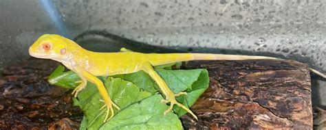 Identification Help With Iguana All Reptiles Morphmarket Reptile