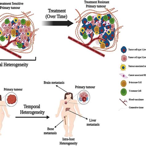 Illustration Depicting Spatial And Temporal Heterogeneity A A